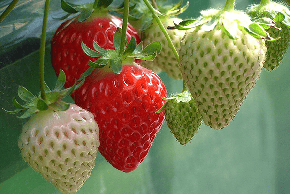 Clean Up CSS code Removing Unused Selectors - pontikis.net